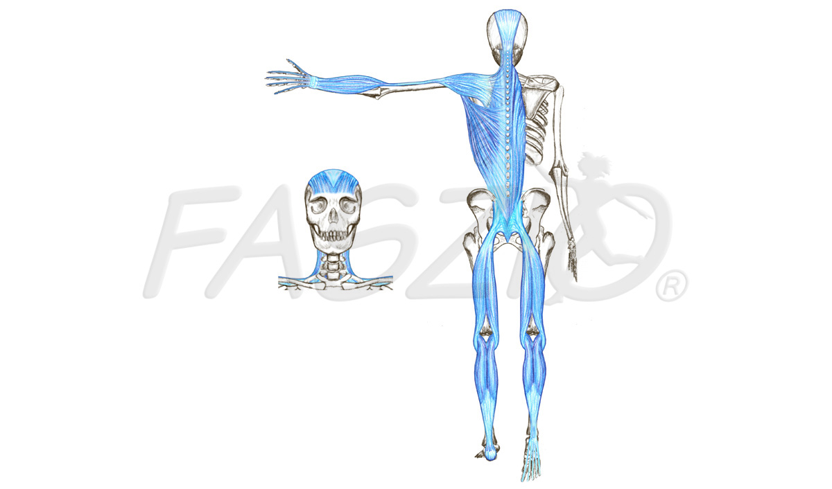 5 Fascial Pathways