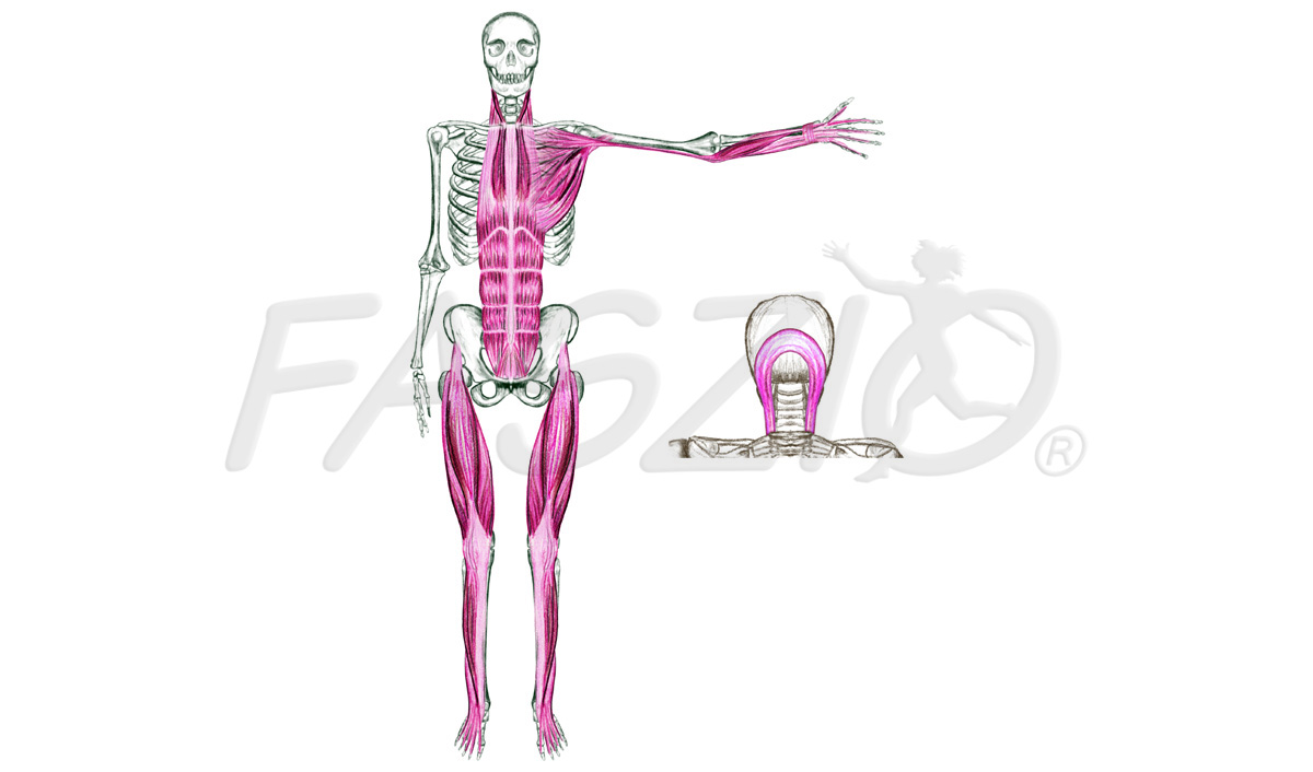 5 Fascial Pathways