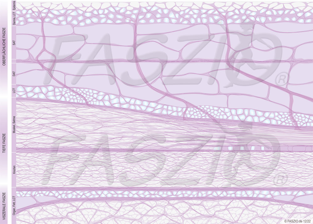 Fasziengrafiken